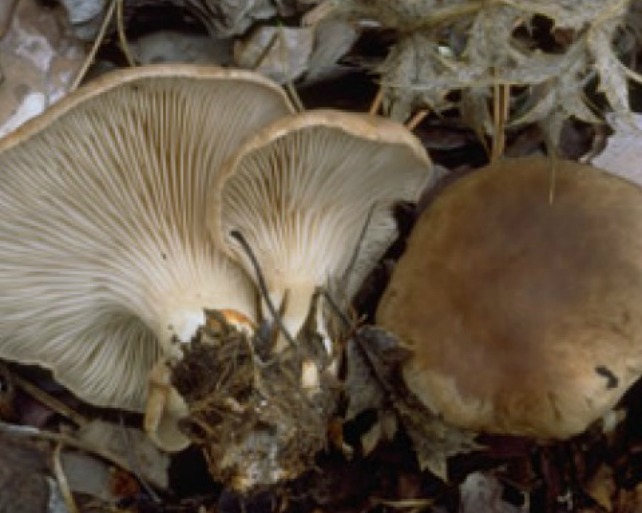 Actualidad Burgos: Protección Civil recuerda la importancia de ...