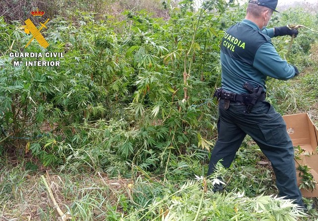 La Guardia Civil desmantela una importante plantación de marihuana al aire libre